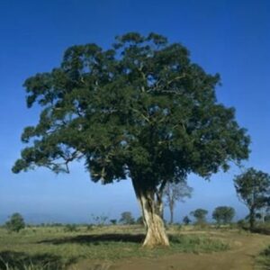 WOOD - Bali Art Furniture